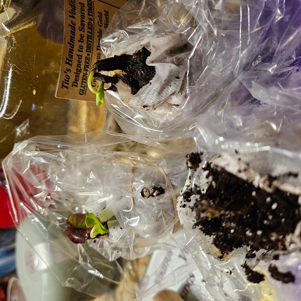 Live Colocasia "redemption", Elephant Ears Super Rare Starter Plant - Etsy