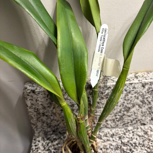 Very Rare Orchid Species Bulbophyllum Bulb Caudatum Rare Live Plant - Etsy