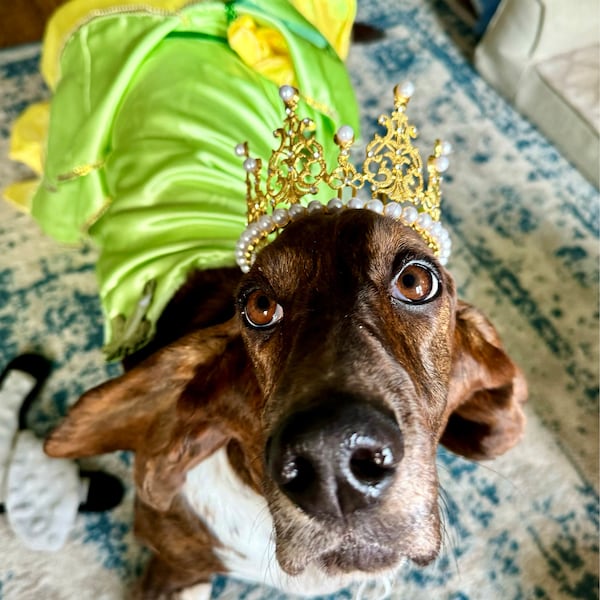 Gold Pet Crown With Adjustable Elastic – Princess Dog or Cat Costume - Etsy