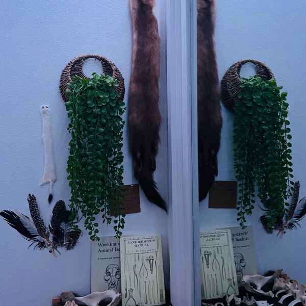 Vintage Blue Fox Pelt Stole With Chin Clip 1940s 1950s 1960s Real ...