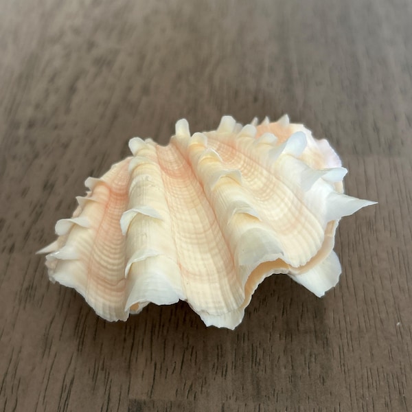 Extra Large Giant Clam Shell MATCHING PAIR Very Very Rare Unique Real ...