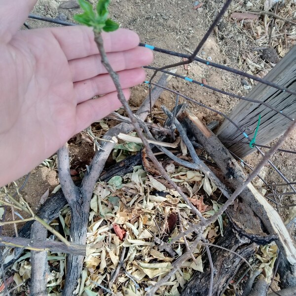 TWO Jonagold Peach Tree 1ft Now Self Fertile FREE Shipping! - Etsy