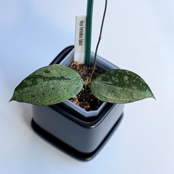 Hoya Lacunosa Silver. Silver Form From Lacunosa Leopard Skin. - Etsy Canada