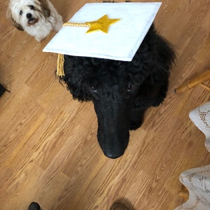 Dog Graduation Cap / Graduation Hat Costume - Etsy