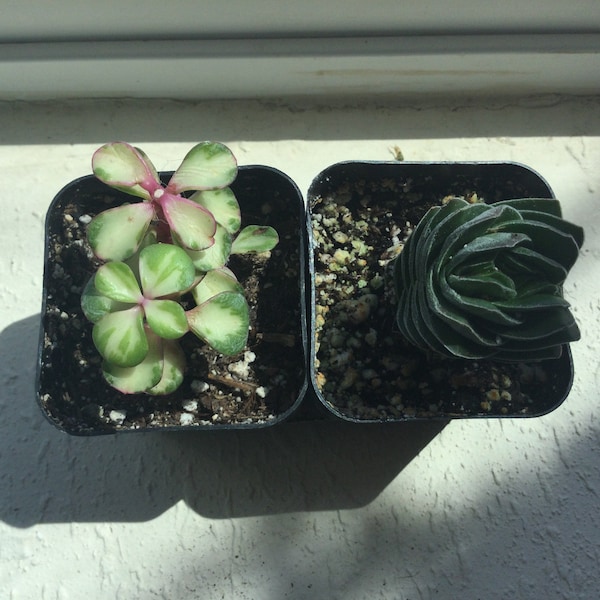 Rare Variegated Pink Elephant Bush, Portulacaria Afra Variegata Live ...