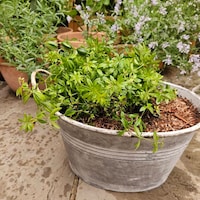 Large Tray Made by Libra. the Most Gorgeous Libra Vienna Antique Gold ...