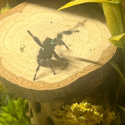 Jumping Spider Food Dish, Jumping Spider Enclosure , Accessories for ...