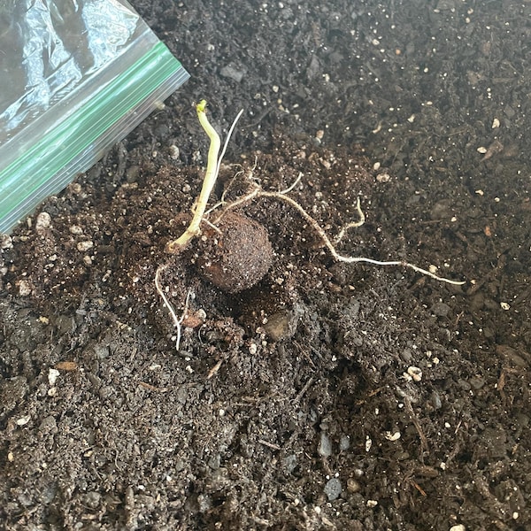 Apios Americana Var "simon" "1972" LSU Improved, American Groundnut ...