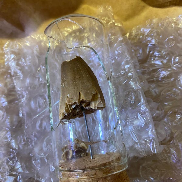 Dragon Tooth Dome - Real Dinosaur Tooth 70+ Million Years Old ...
