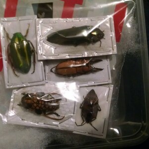 Beetle Mounting Kit for Beginners with Real Beetles and Tools | Etsy