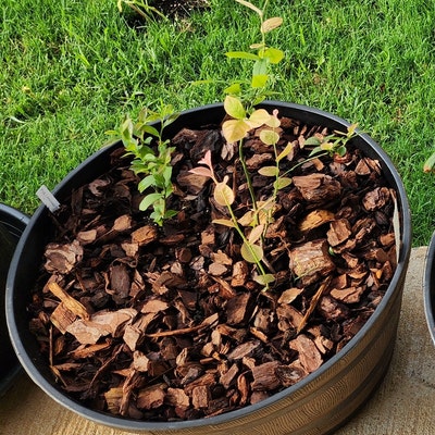 Lion's Paw Large Orange Sea Shell - Etsy