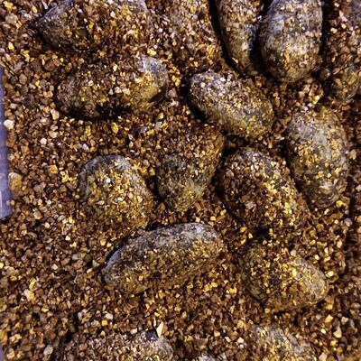 5 Bele Abelmoschus Manihot Edible Hibiscus Tonga Spinach Cuttings FROM ...