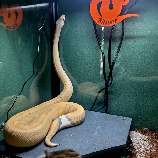 Customizable Name Ball Python Snake Vinyl Decal (READ DESCRIPTION) - Etsy