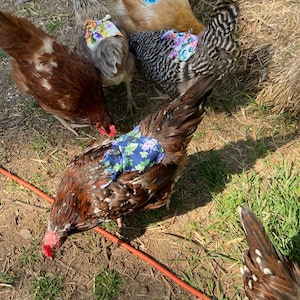 Chicken Diaper/ Hen Diaper/ Rooster Diaper/ Poultry Diaper/standard ...