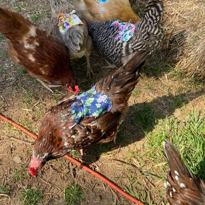 Chicken Diaper/ Hen Diaper/ Rooster Diaper/ Poultry Diaper/standard ...