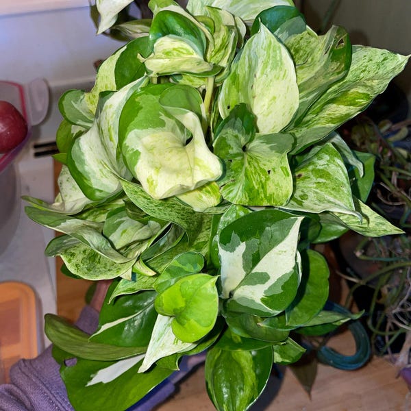 Potho Manjula High Viraigation Rare, Cuttings & Established Plants - Etsy