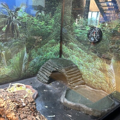 Aquarium / Terrarium Background / Rocky With Plants - Etsy