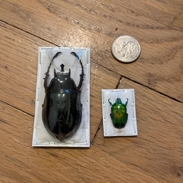 Assorted Bugs Insects Specimen Wholesale Mix Lot Bulk - Etsy