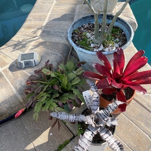 BROMELIAD LIVE Cryptanthus "absolute Zero" - Potted - Etsy