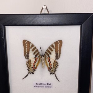 Colourful Lanternfly pyrops Gunjii Cicada Glass Bell Cloche | Etsy