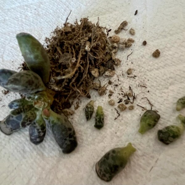 Ledebouria Sp. Barberton - Etsy