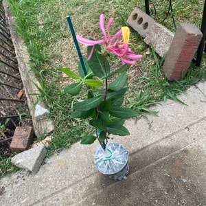 CAROLINA JASMINE Fragrant Swamp Jessamine Yellow Spring Flowering Vine ...