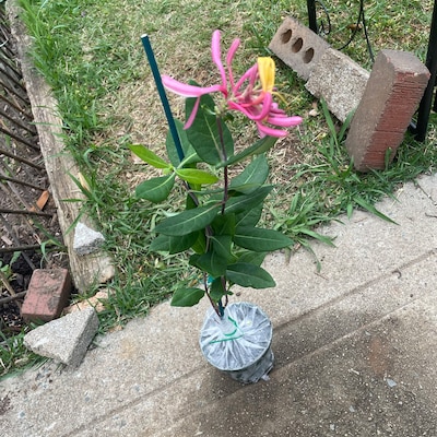 CAROLINA JASMINE Fragrant Swamp Jessamine Yellow Spring Flowering Vine ...