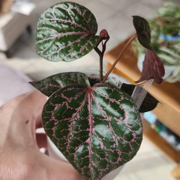 Pink Piper Crocatum Starter Plant (ALL Starter PLANTS Require You to ...