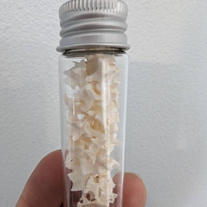 Small Taxidermy Wet Specimen Pinky Mice & Crystals Labradorite Mookaite ...