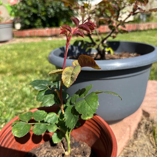 Rare Rose Juice Splash| 果汁飞溅 | Rainbow Flower 1 Gallons. - Etsy