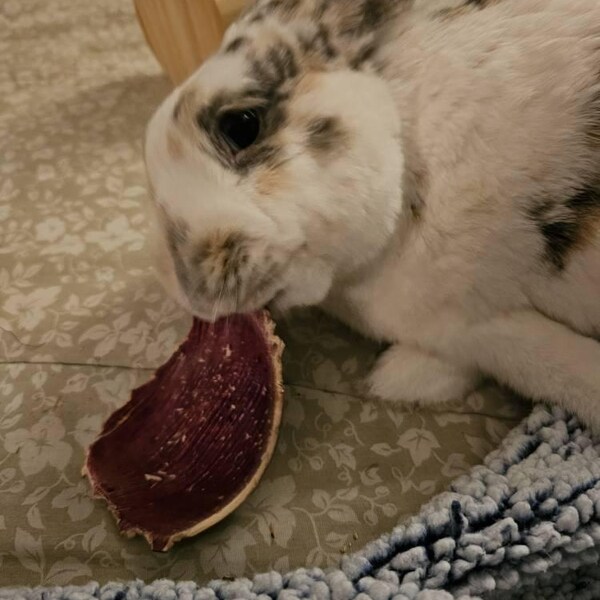 Gourmet Mini Donut Treats for Rabbits | Quality Treats for Rabbits ...