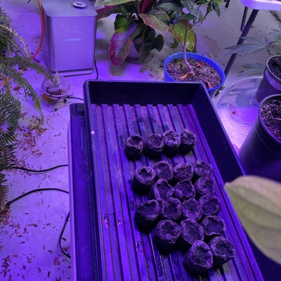 20pcs Hosta Plantaginea Fragrant Plantain Seeds Fire and Ice Shade Pink ...