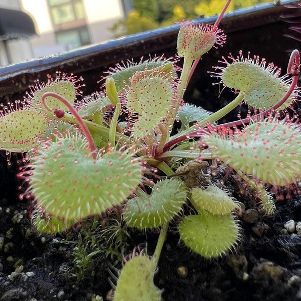 Drosera Prolifera-live Carnivorous Plant- - Etsy