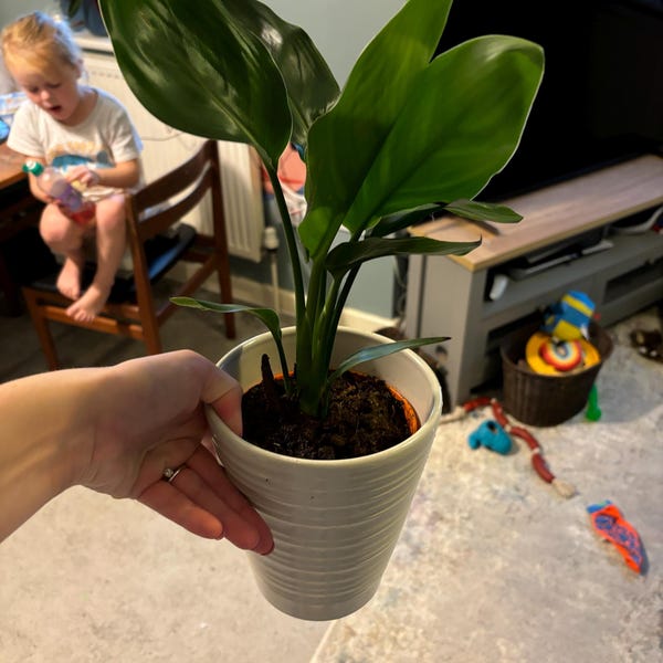 Rose 'fantastic at 60' Happy Birthday Rose Gift Wrapped With Huge Bow ...