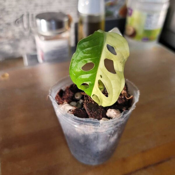Monstera Adansonii Albo Cutting, Monstera Adansonii Albo Rooted Plant ...