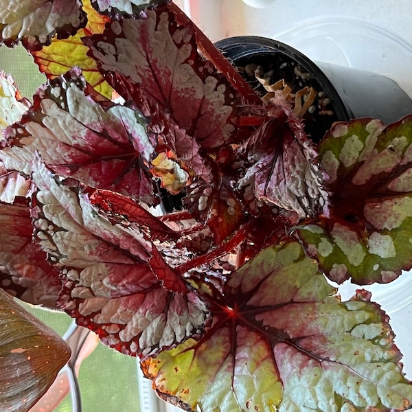 Jurassic™ Rex Begonia 'pink Splash' - Etsy