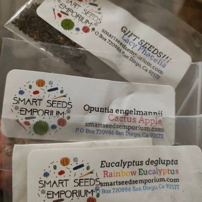 Cucumis Melo, Early Silver Line Melon, Korean Heirloom, 10 Seeds - Etsy