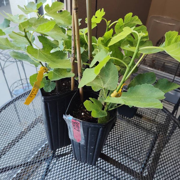 Fig Trees for Sale, Multiple Varieties Available. Well Rooted in Deep 4 ...