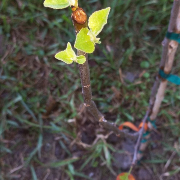 Gold Rush & Yellow Delicious Apple Tree Package - Etsy