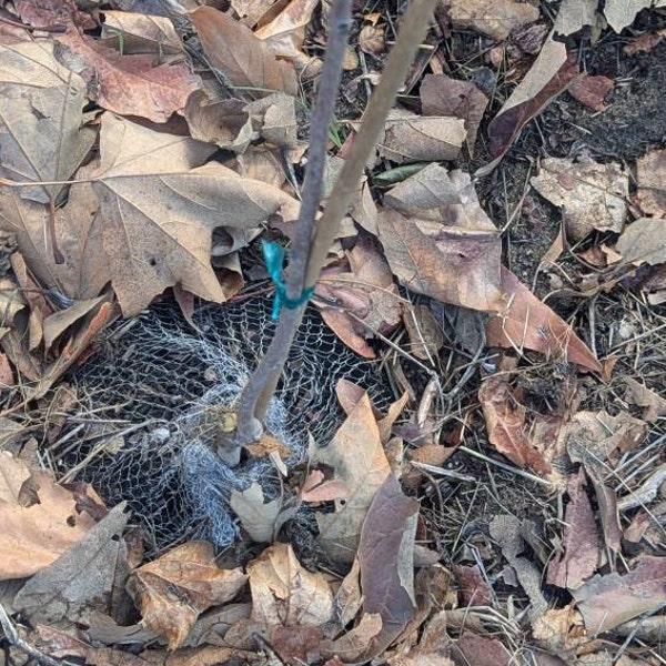 Myrtus Communis 'compacta' Dwarf Myrtle 1 Feet Tall Great for Bonsai ...