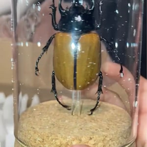 Colourful Lanternfly pyrops Gunjii Cicada Glass Bell Cloche | Etsy