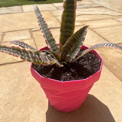 Medium Flowerpot for Plants of All Kinds vibrant Coral Color 6 Diameter ...