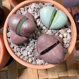 Fire Stick Cactus 6 Inch Sticks on Fire Cactus Tirucalli Live Cacti ...