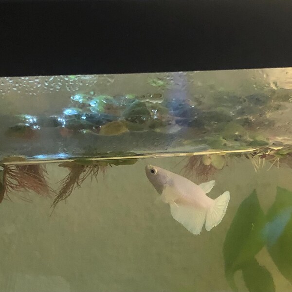 Red Root Floater, Phyllanthus Fluitans, Live Aquarium/floating/pond ...