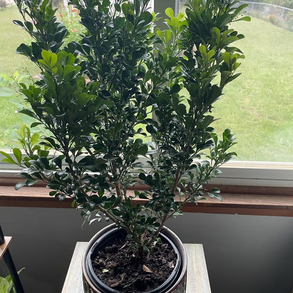 Marcus Pumpkin Avocado Tree , “cold Hardy” Grafted in 3 Gallons Pot, No ...