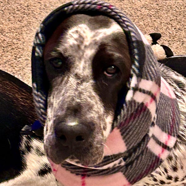 Size Medium Double Fleece Dog Snood With Elastic Drawstring and Cord ...