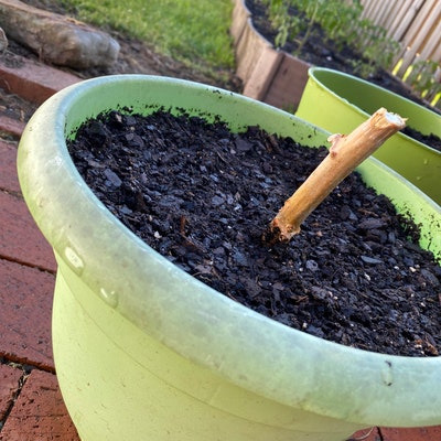 Neoregelia Sheba Bromeliad Offset for Shade or SUN - Etsy