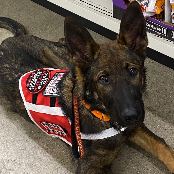 Custom Dog Vest | Adjustable Working Dog Gear - Etsy