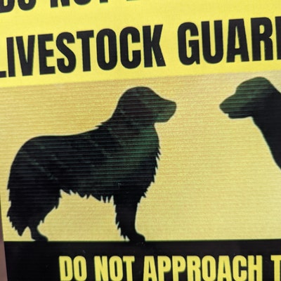 Polish Rabbit Svg Clipart - Etsy