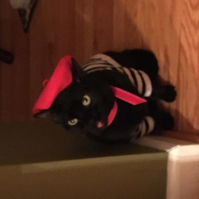 Complete French Cat Outfit Cat Beret Ascot and Striped Shirt - Etsy